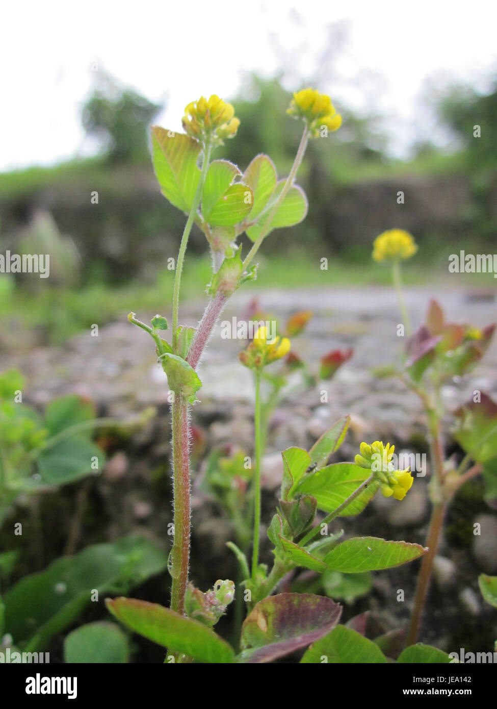 Hop health benefits hi-res stock photography and images - Alamy