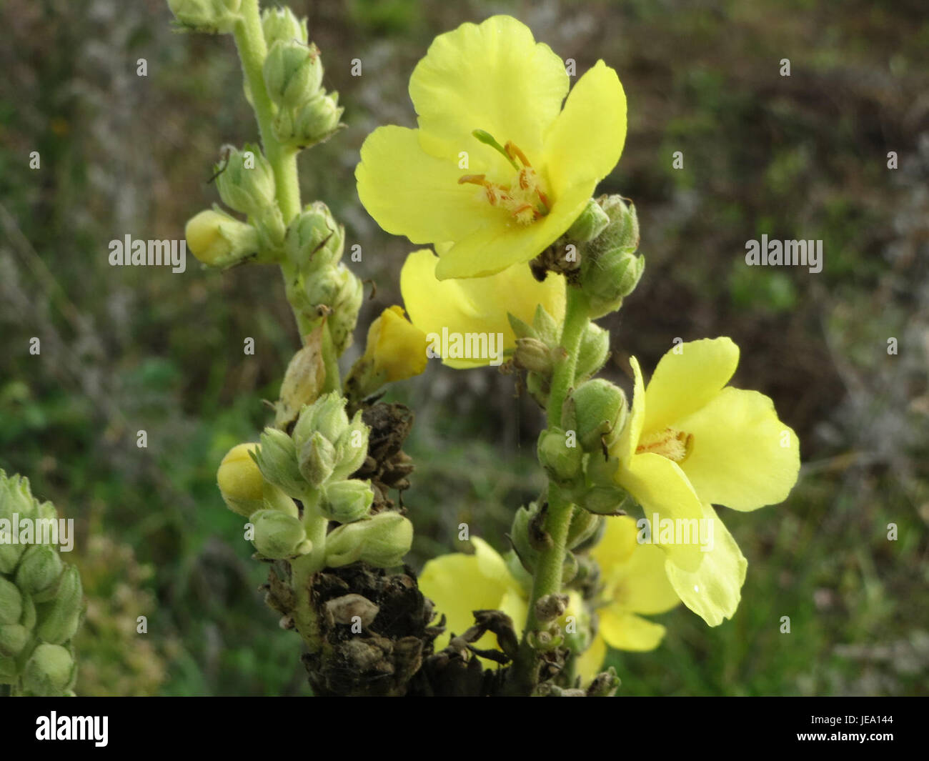 Verbascum thapsus common mullein hi-res stock photography and images ...