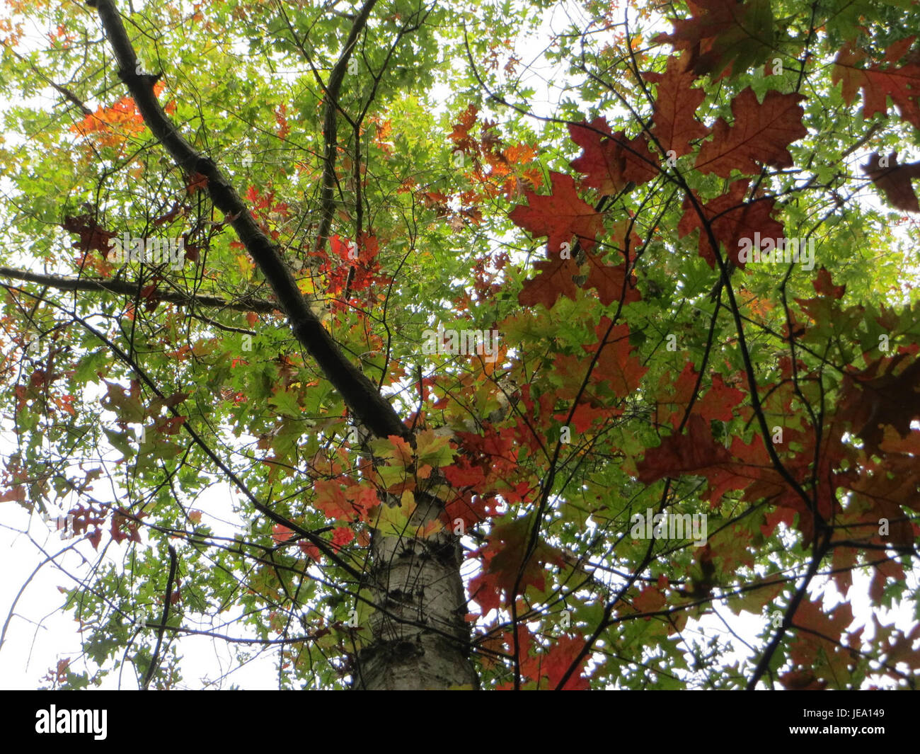 Quercus rubra, commonly known as the northern red oak, is a large ...