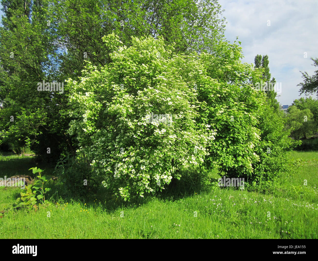 Schneeball, a traditional German pastry, is popular in Saarbrücken ...