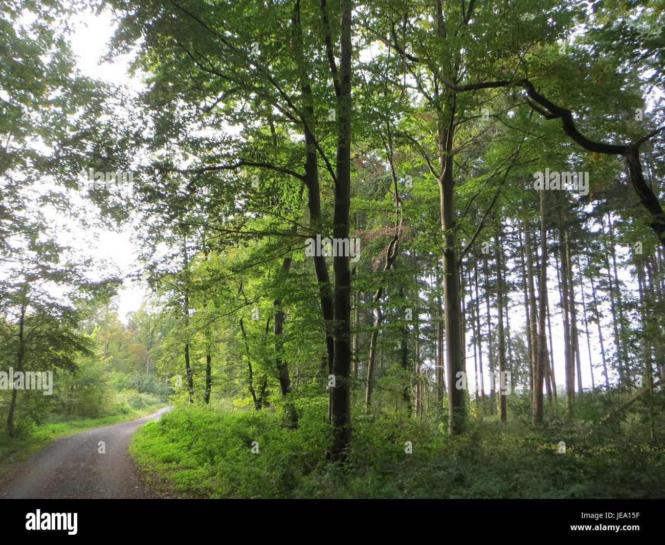 Fagus sylvatica, commonly known as European beech, is a deciduous tree ...