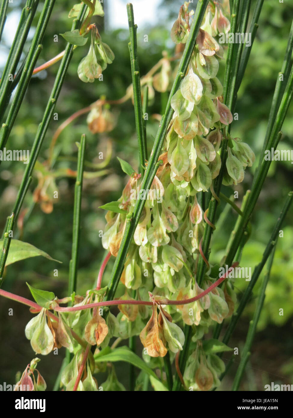 Fallopia dumetorum, also known as Himalayan knotweed, is another ...