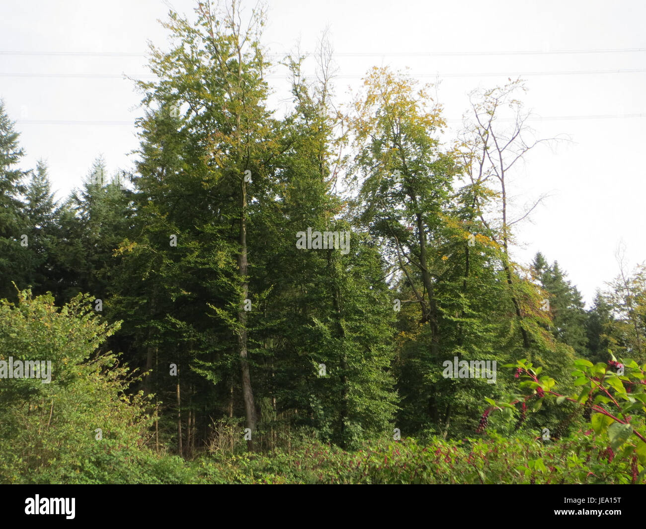 Fagus sylvatica, commonly known as the European beech tree ...