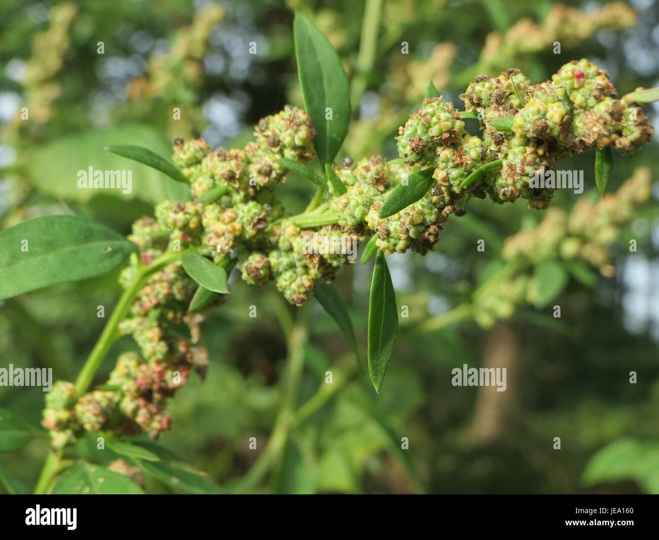 Chenopodium album, commonly known as lamb's quarters, is a fast-growing ...