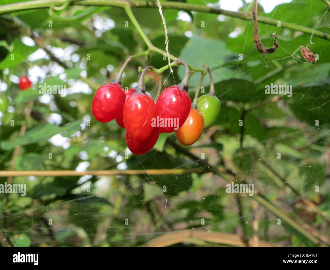 Solanum dulcamara, commonly known as bittersweet nightshade, is a ...
