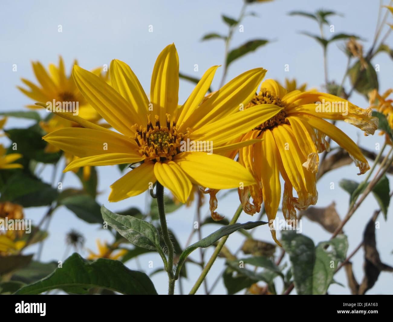 Helianthus tuberosus, also known as Jerusalem artichoke or sunchoke, is ...