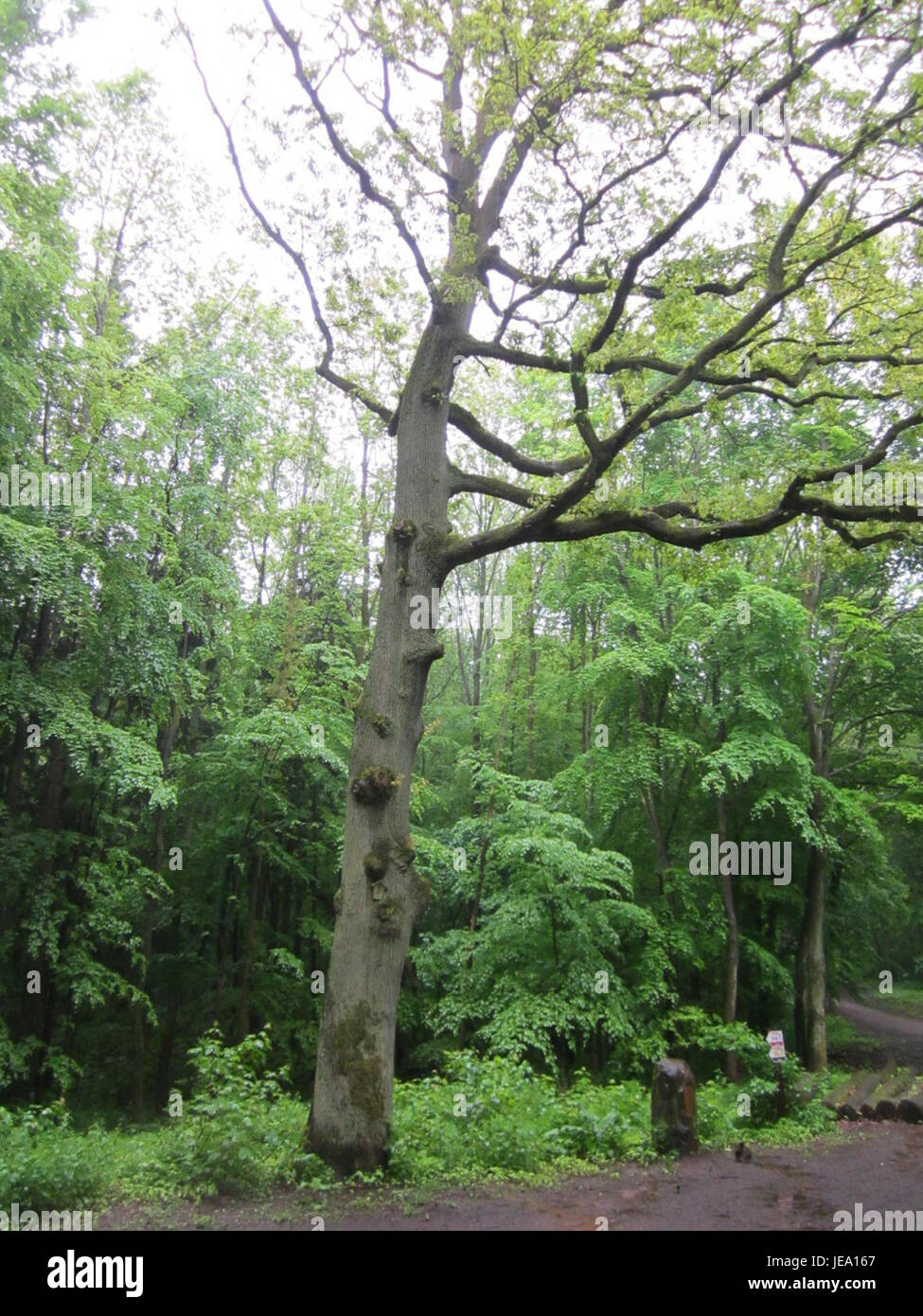 A large oak tree at Hexentanzplatz, a historic site in Germany, known ...