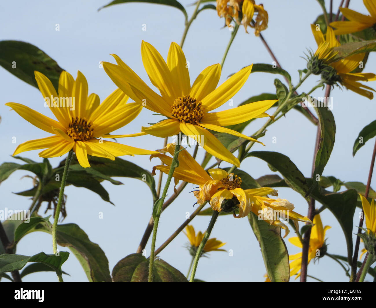 Helianthus tuberosus, known as Jerusalem artichoke or sunchoke, is a ...