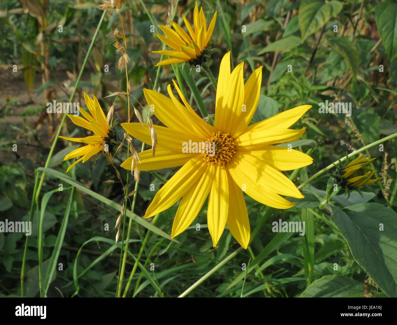 Helianthus tuberosus, also known as Jerusalem artichoke, is a species ...