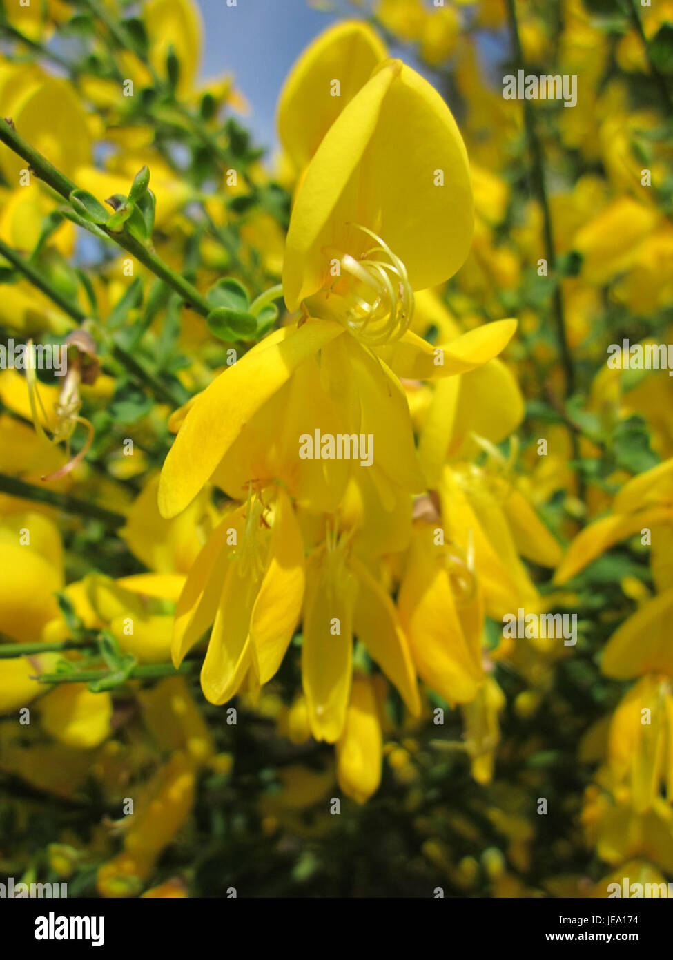 A photograph taken on May 27, 2013, showing Ginster (genista) plants in ...