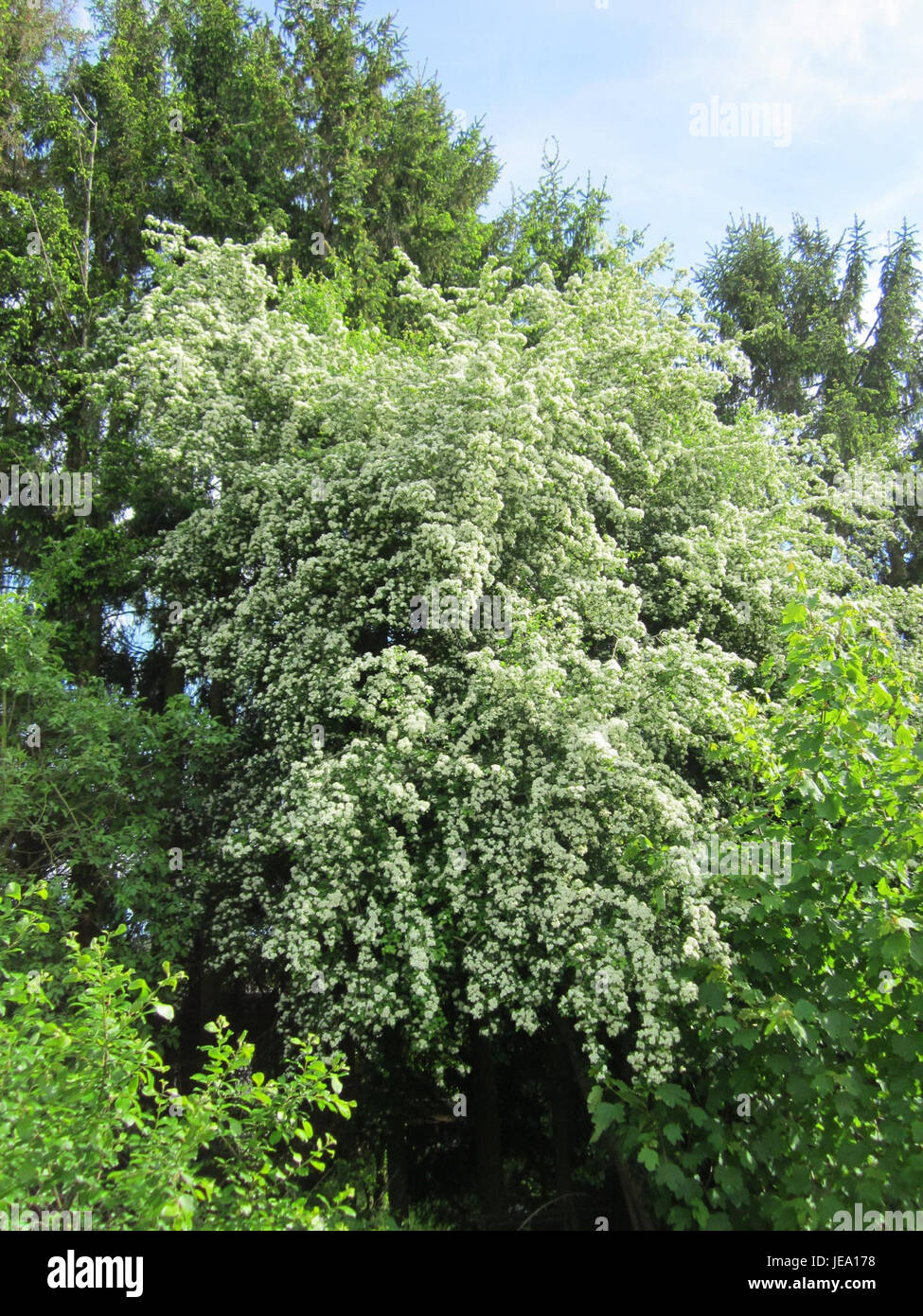 German hawthorn identification hi-res stock photography and images - Alamy