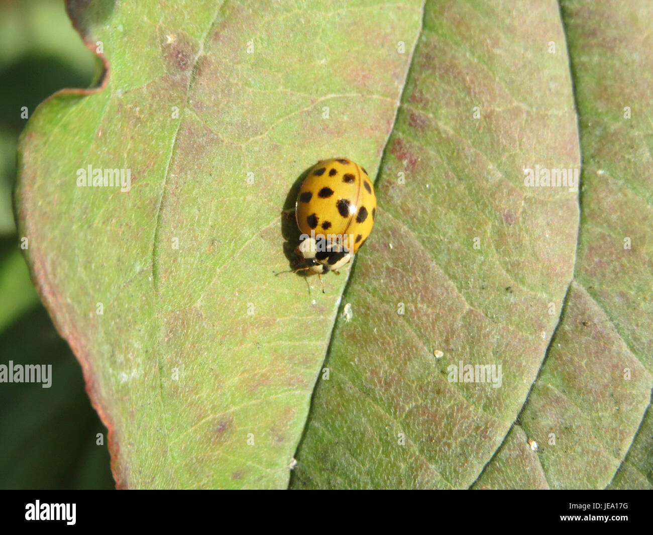Cornus sanguinea, commonly known as dogwood, is a deciduous shrub with ...