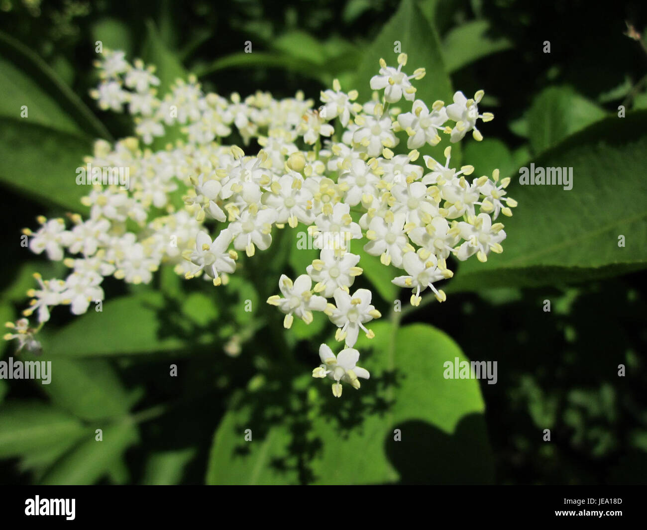 The image features a variety of elderberry (Sambucus nigra) plants ...