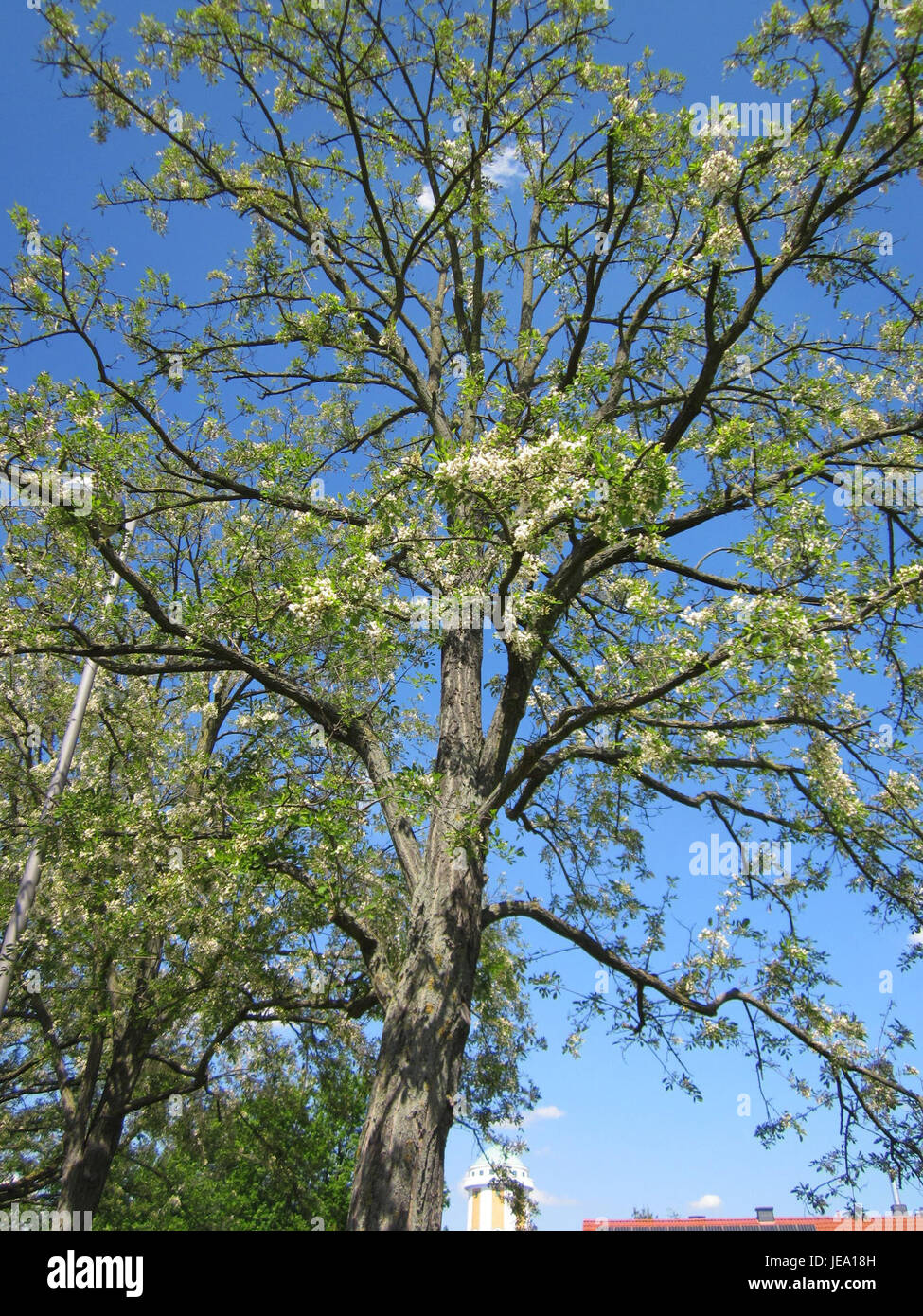Robinia, also known as black locust, is a tree species commonly found ...