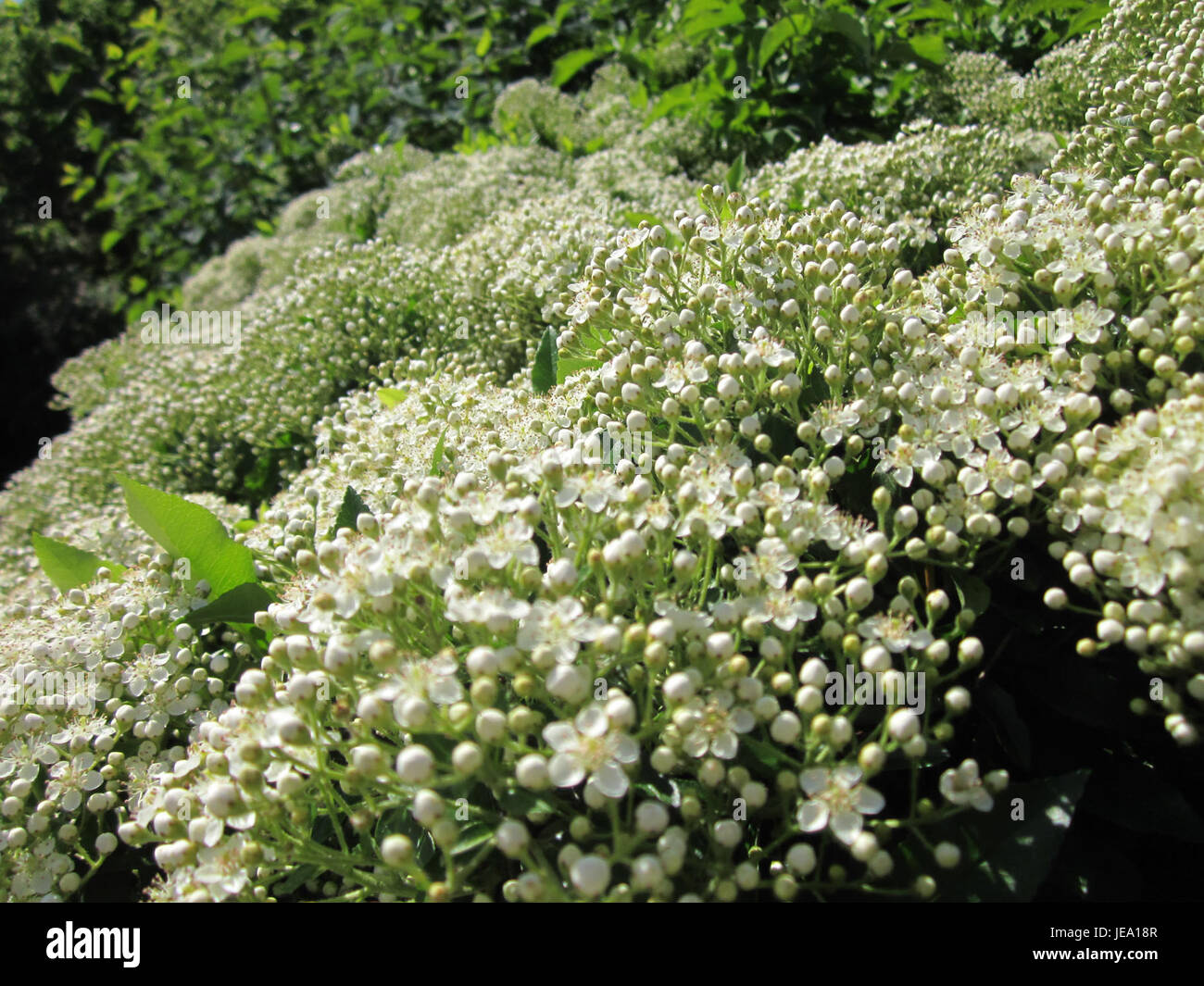 Shrub characteristics hi-res stock photography and images - Alamy