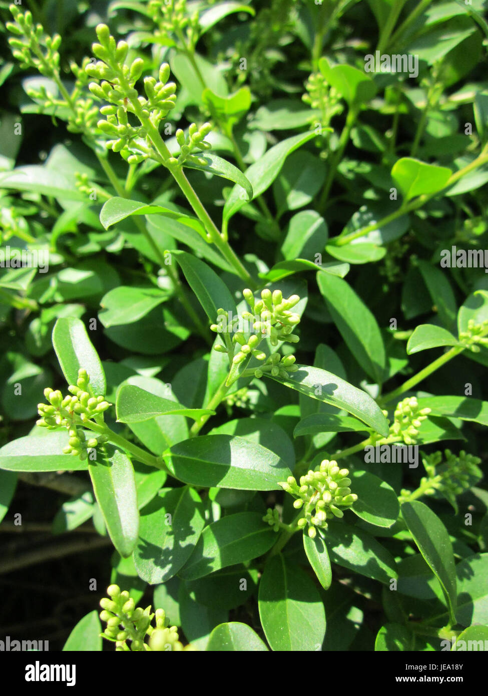 Ligustrum vulgare, commonly known as privet, is a deciduous shrub ...