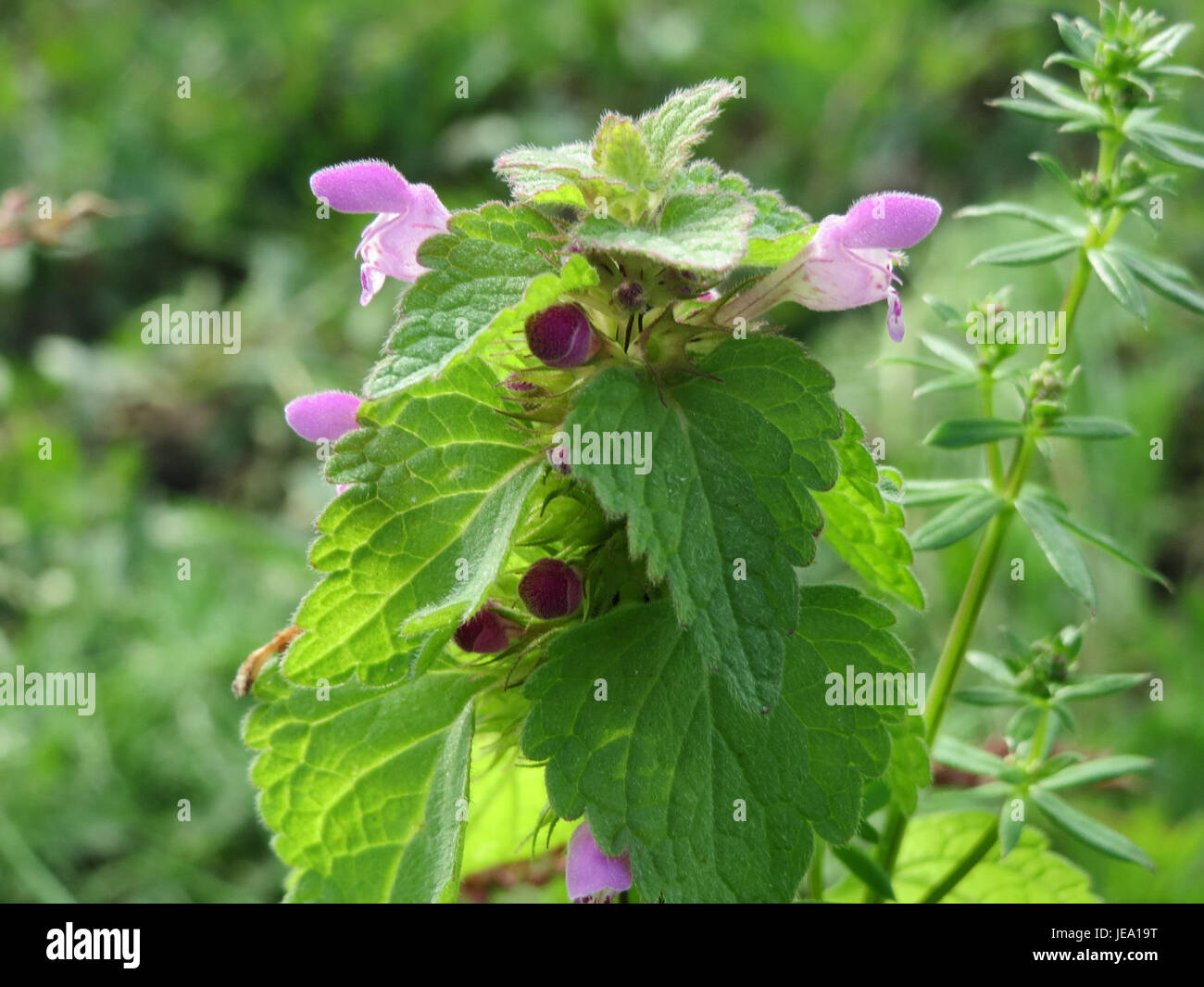 This image shows Lamium purpureum, commonly known as red dead-nettle, a ...