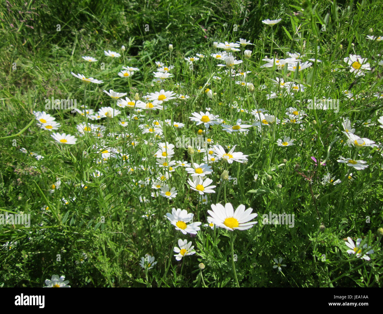 This photograph shows the Chamomile plant (Matricaria chamomilla ...