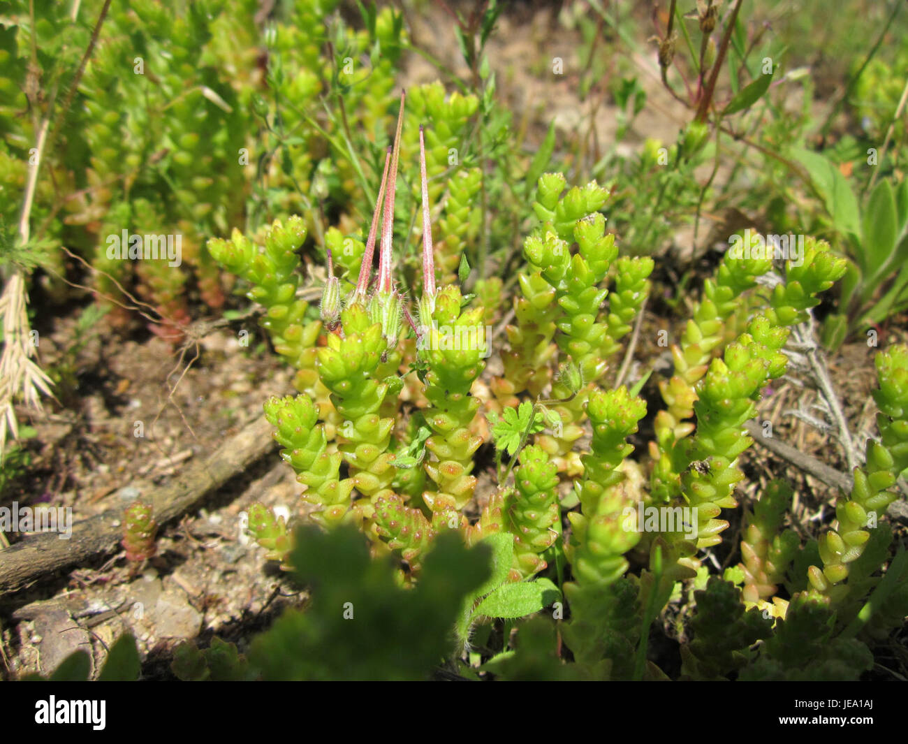 Understanding importance green spaces in hi-res stock photography and ...