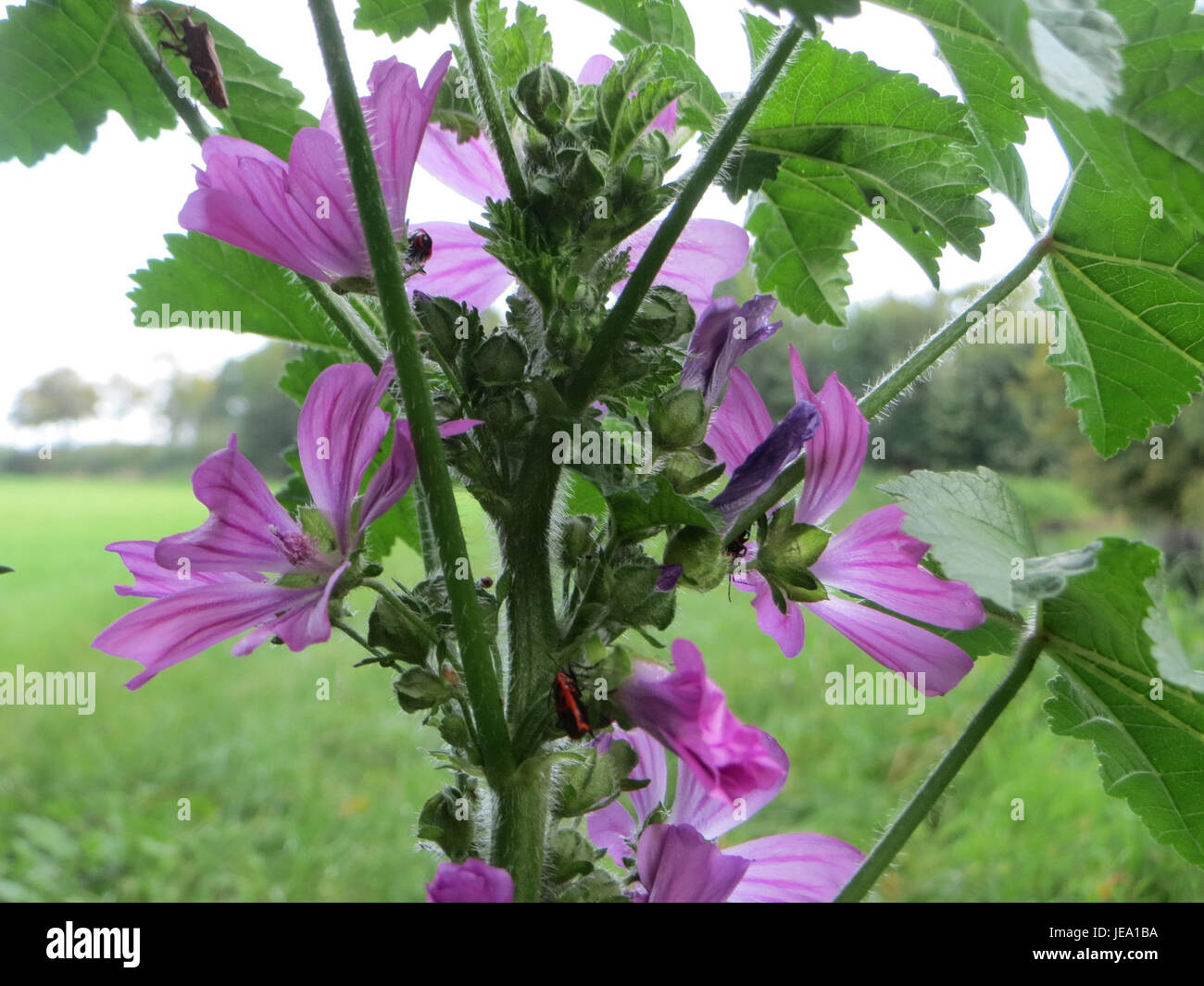 Malva sylvestris, commonly known as common mallow, is a flowering plant ...