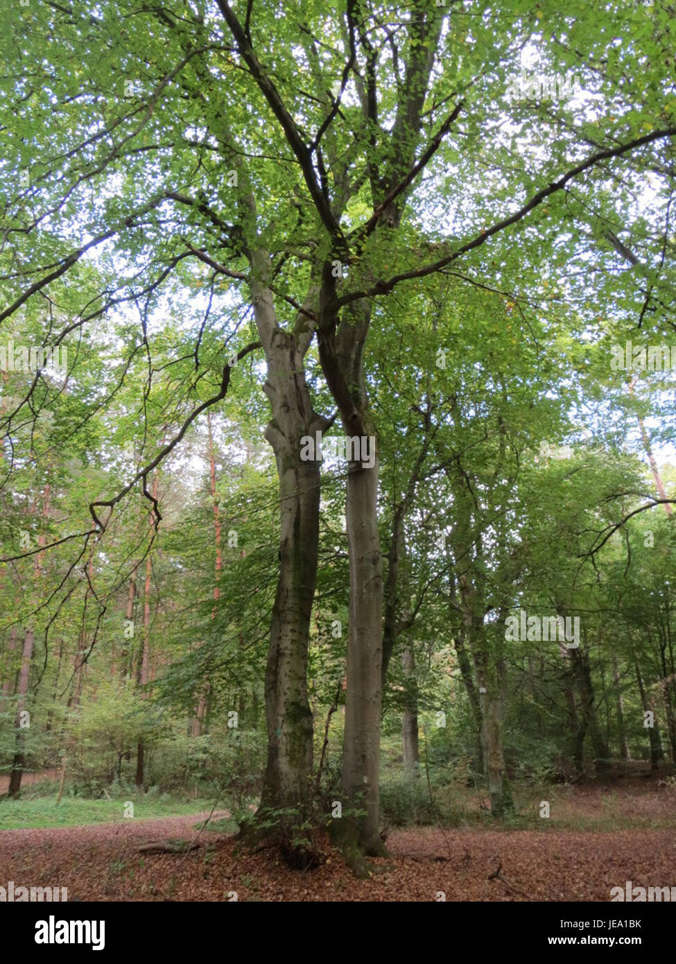 Fagus sylvatica, commonly known as European beech, is a deciduous tree ...