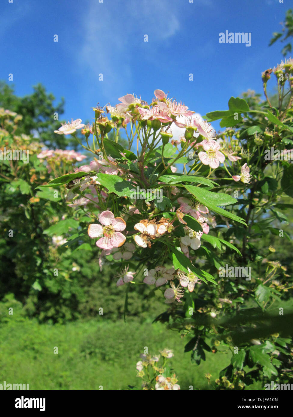 An image of a hawthorn tree (Weissdorn) in Reilingen, Germany ...