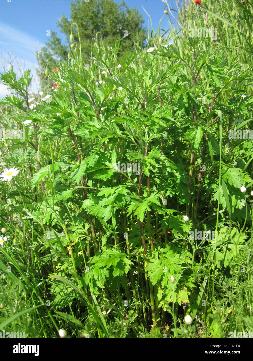 The image from May 28, 2013, captures the scenic landscape of Reilingen ...