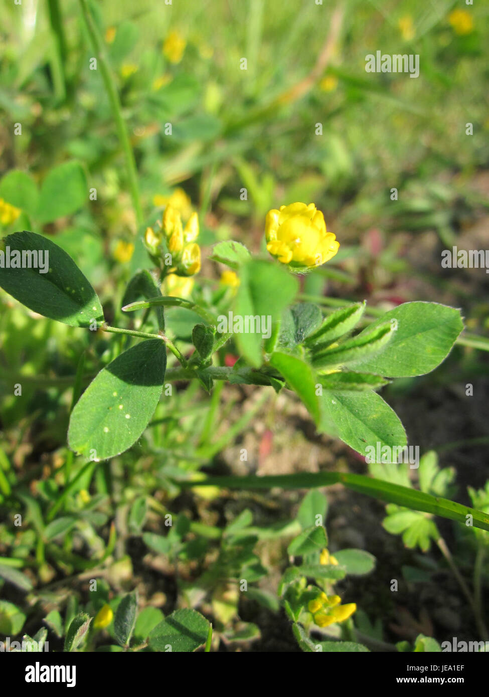 A photograph of Medicago minima, also known as little medic, taken in ...