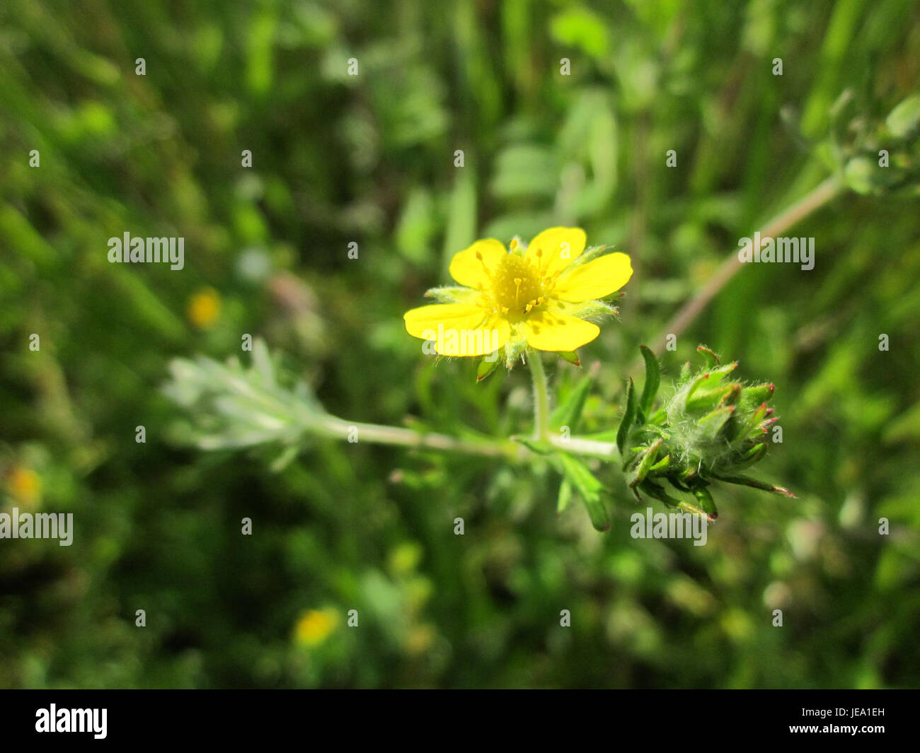 Five flowering plants species hi-res stock photography and images - Alamy
