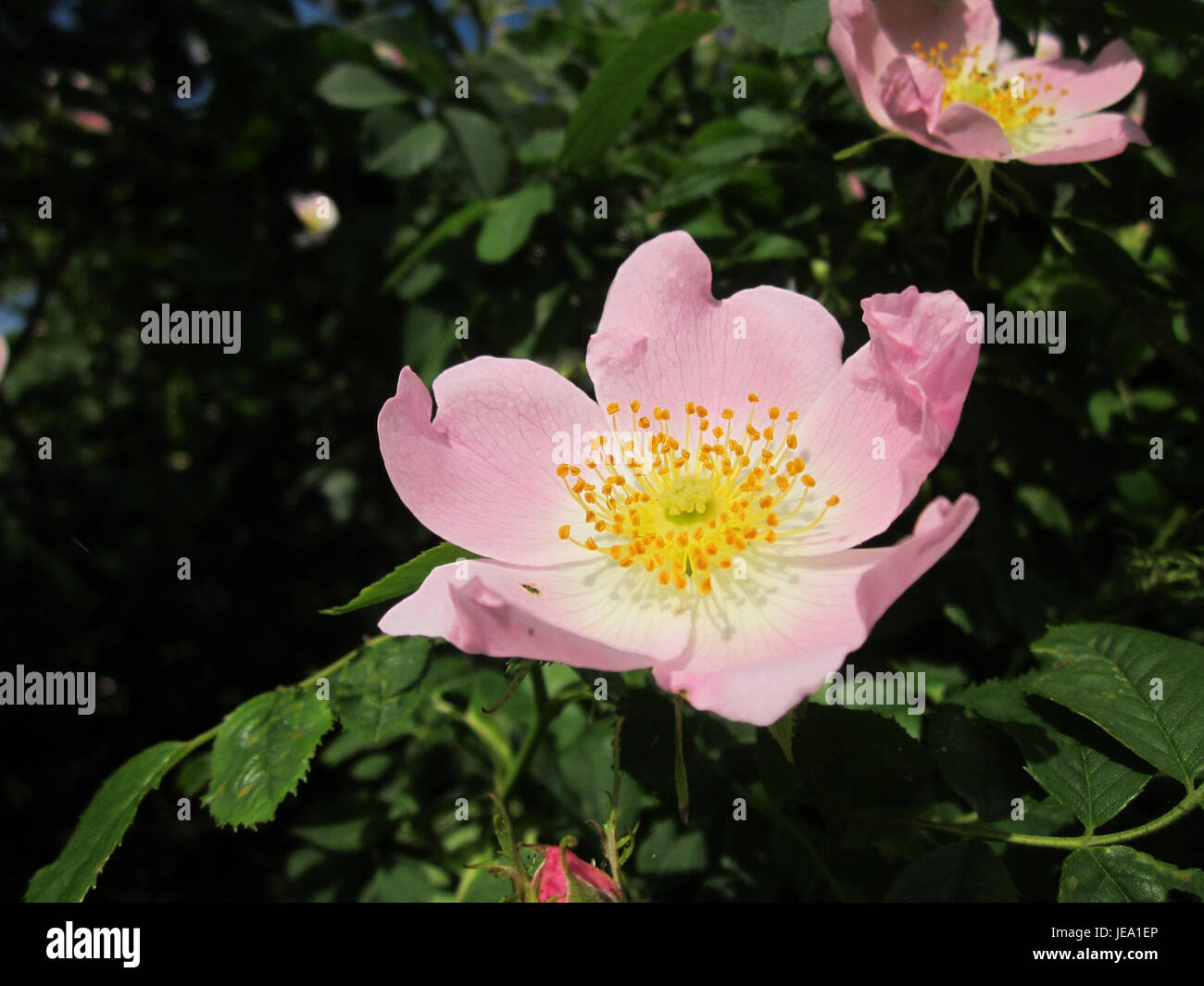 The image features a wild rose (Rosa) from Reilingen, Germany. Known ...