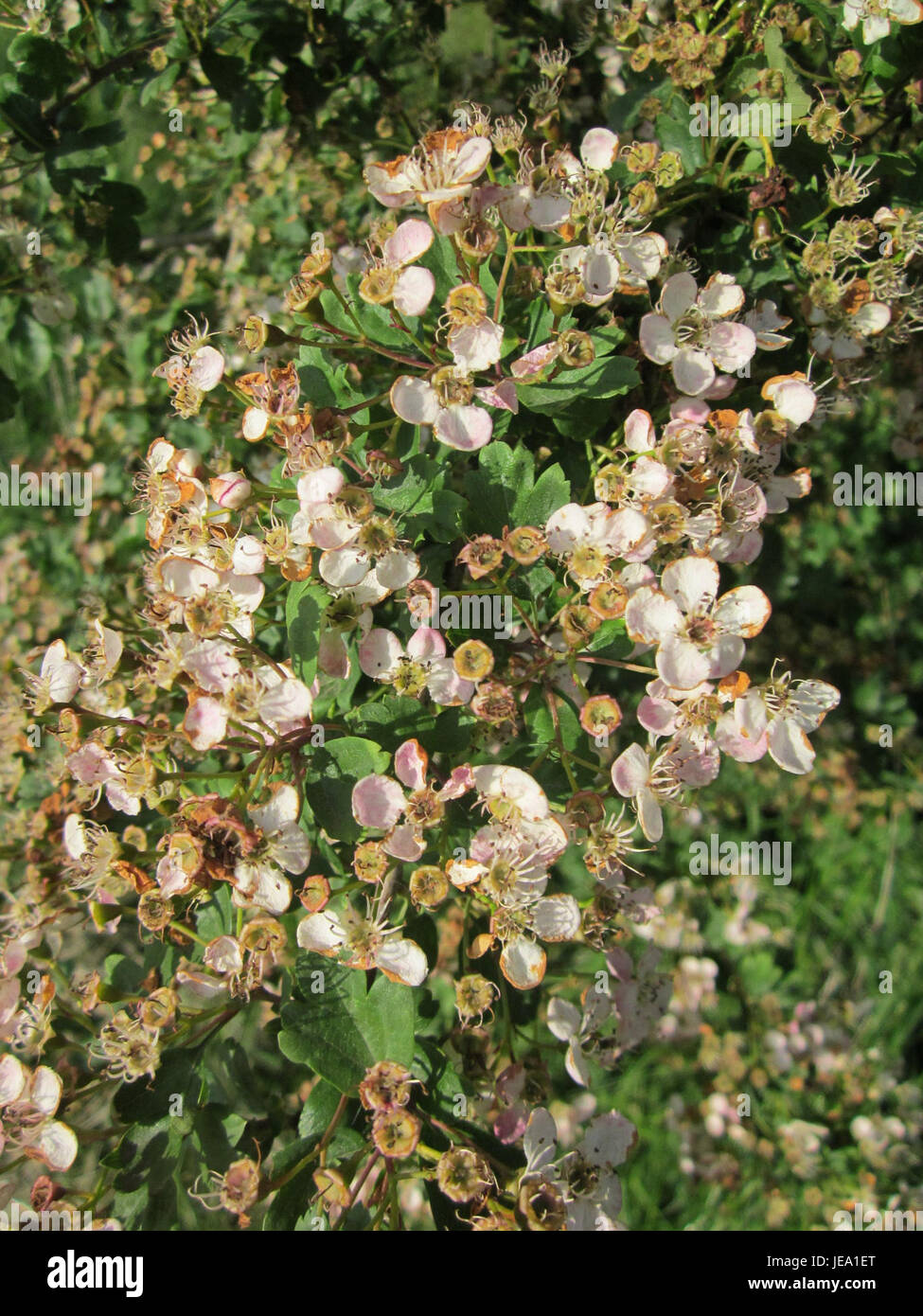 German hawthorn identification hi-res stock photography and images - Alamy