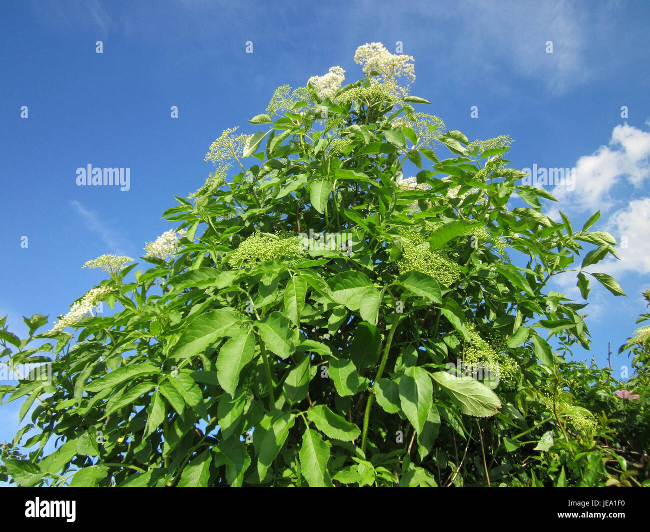 This image depicts Holunder (elderberry) from Reilingen, Germany ...