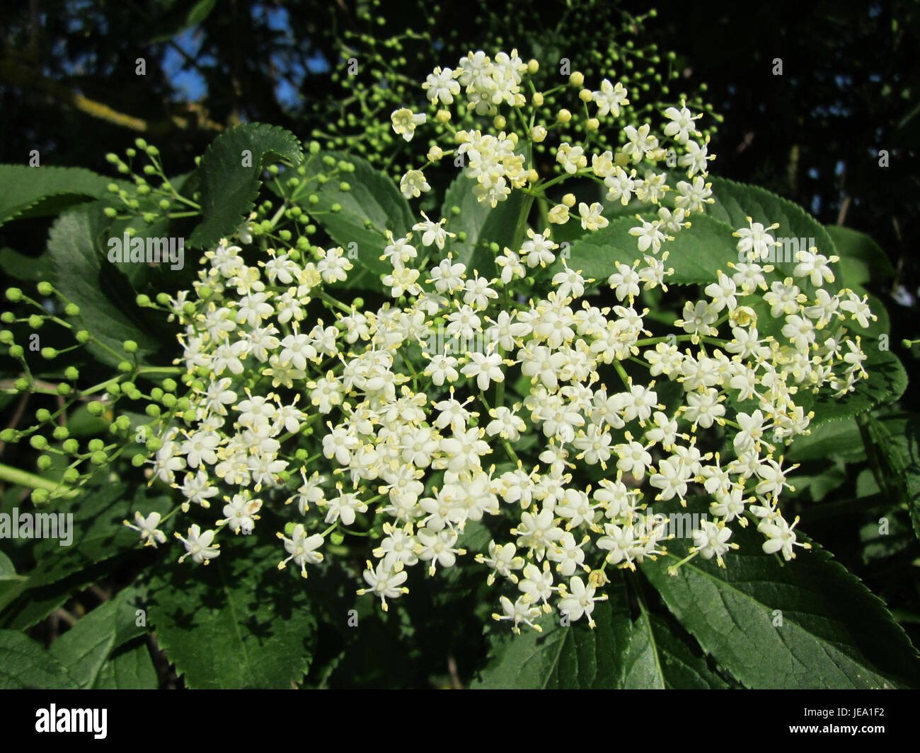 Holunder, or elderflower, is a flowering plant known for its aromatic ...