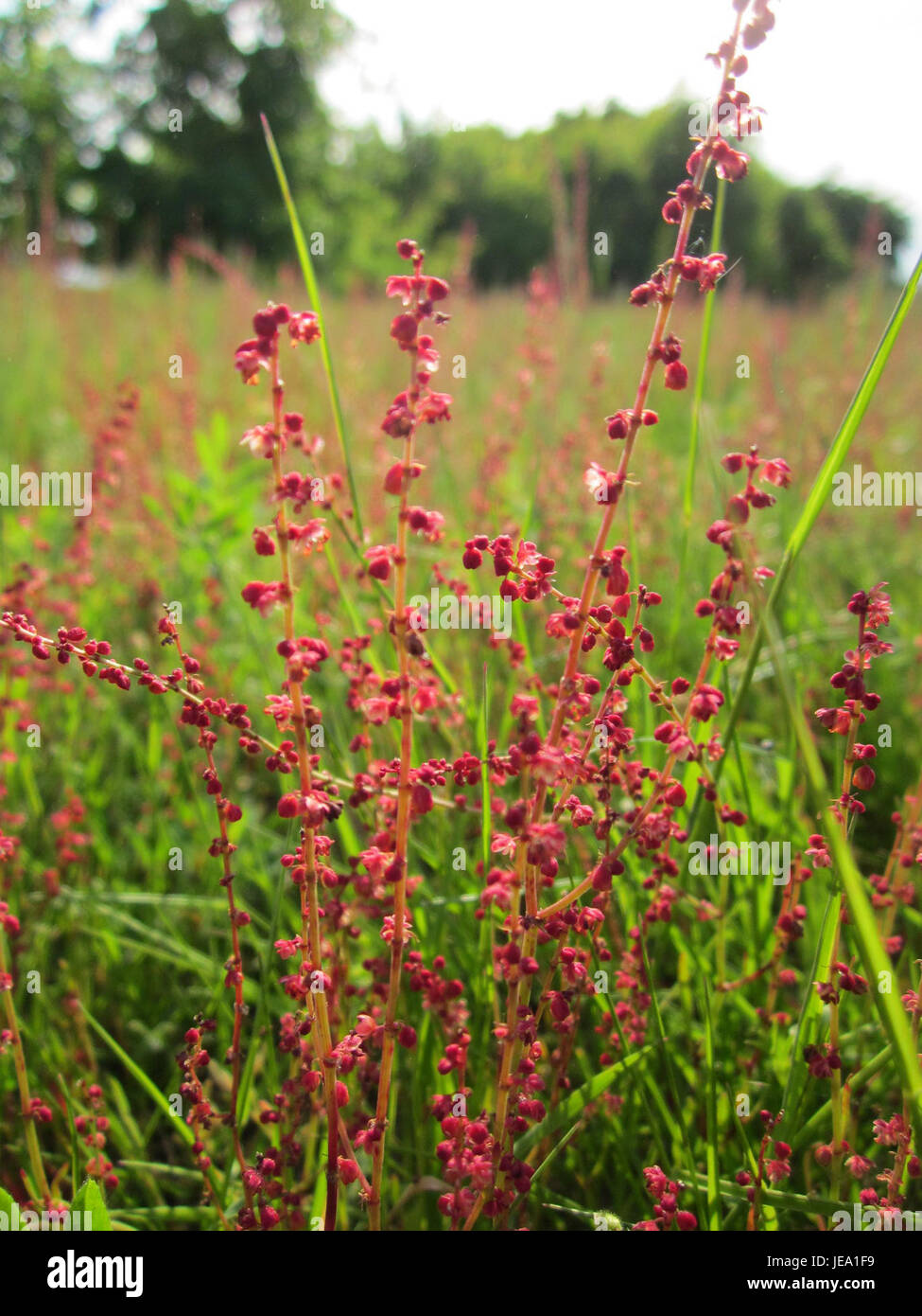 20130528Kleiner Sauerampfer Reilingen2 Stock Photo - Alamy