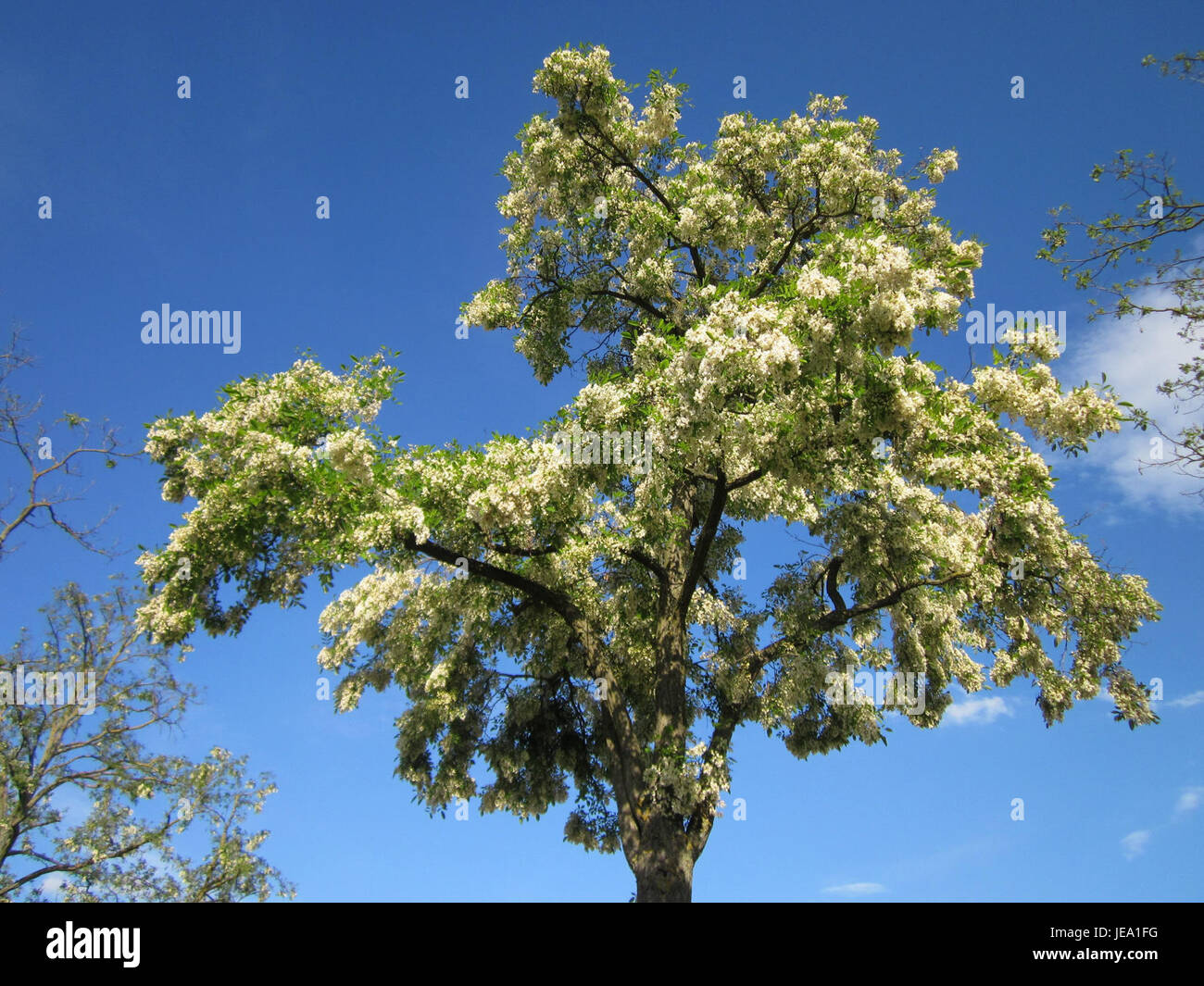 The Robinia, or Black Locust tree, is depicted in this photograph from ...