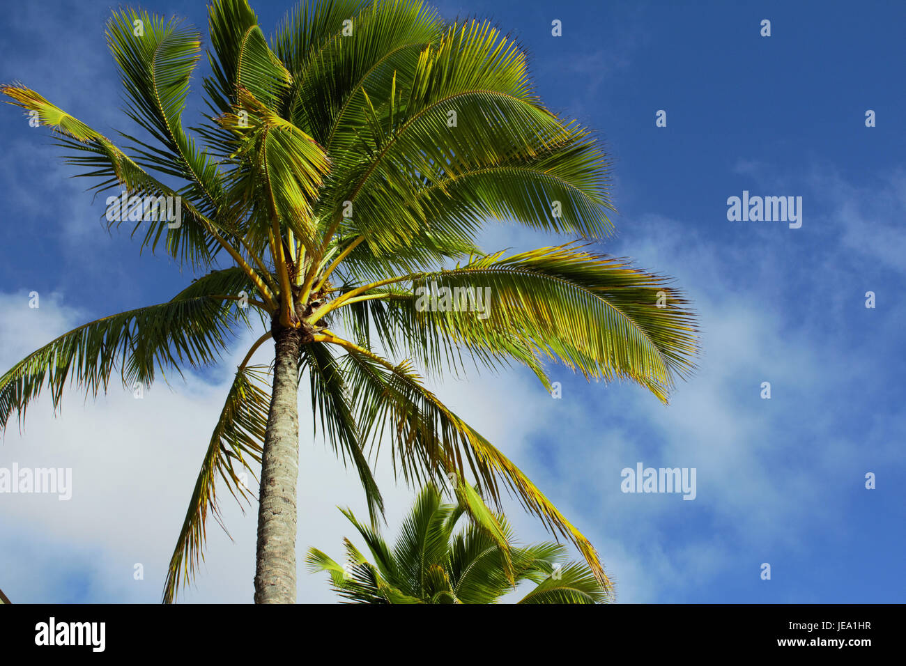 Palms trees trunks hi-res stock photography and images - Alamy