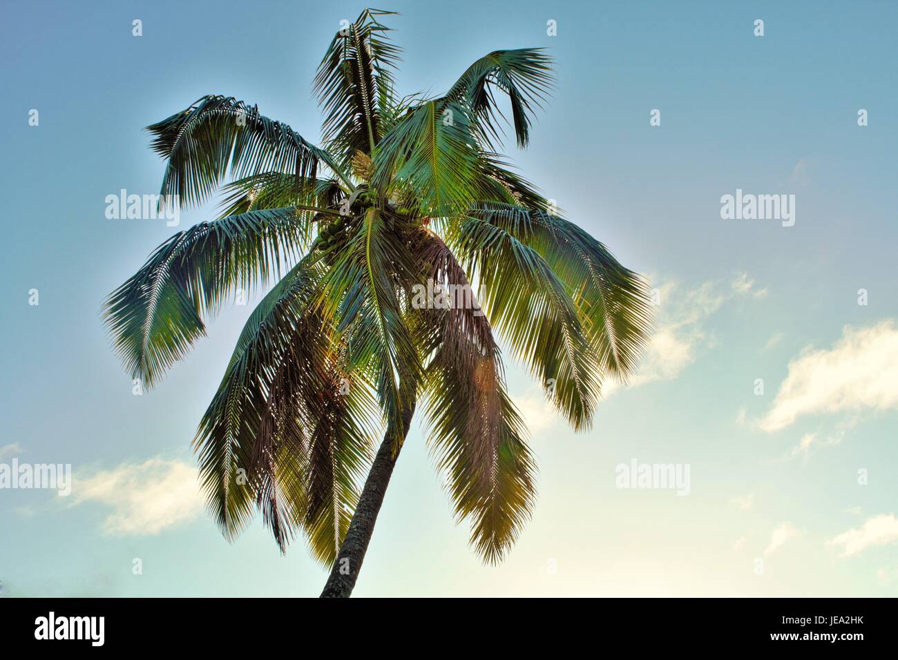 Palms trees trunks hi-res stock photography and images - Alamy