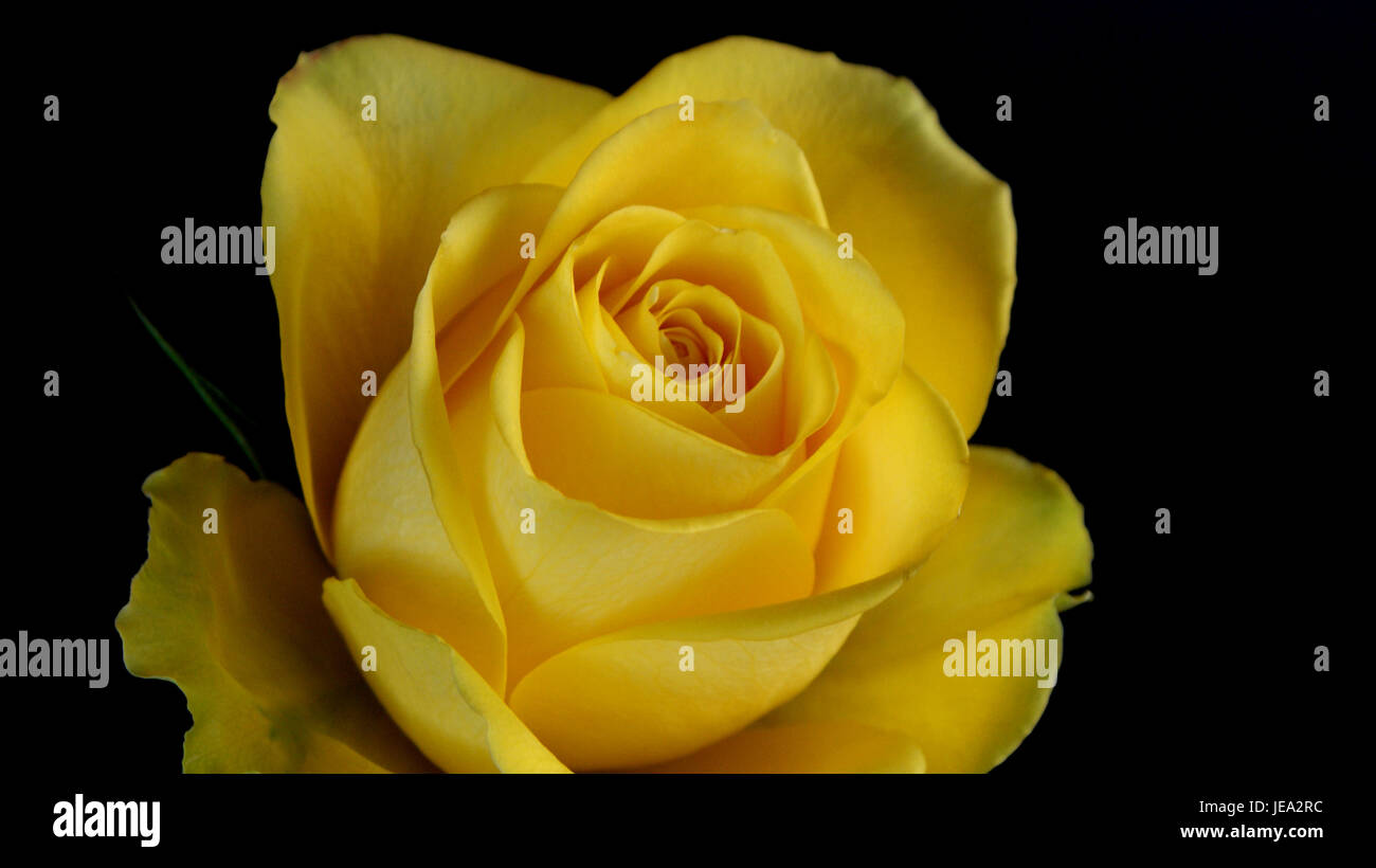 Flowering buds yellow rose hi-res stock photography and images - Alamy