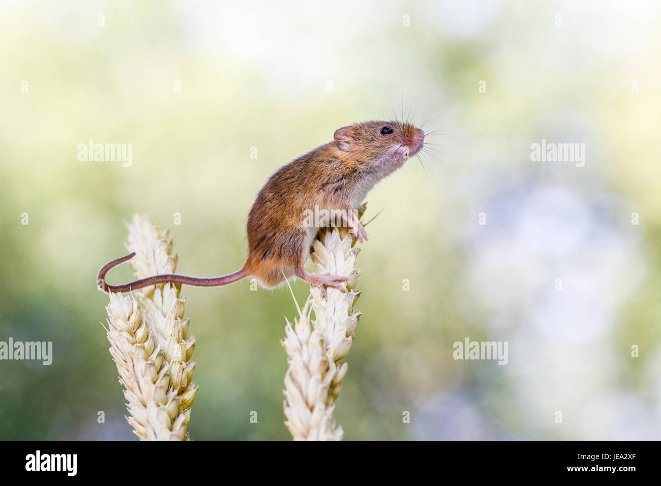 British wildlife: Eurasian harvest mouse (Micromys minutus) climbing on ...