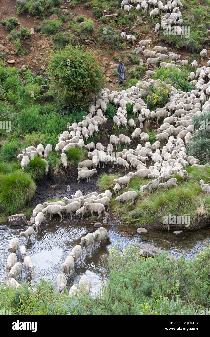 Two shepherds herding sheep across small river Thaba-Tseka District ...