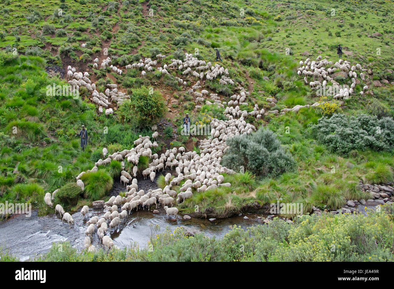 Two shepherds herding sheep across small river Thaba-Tseka District ...
