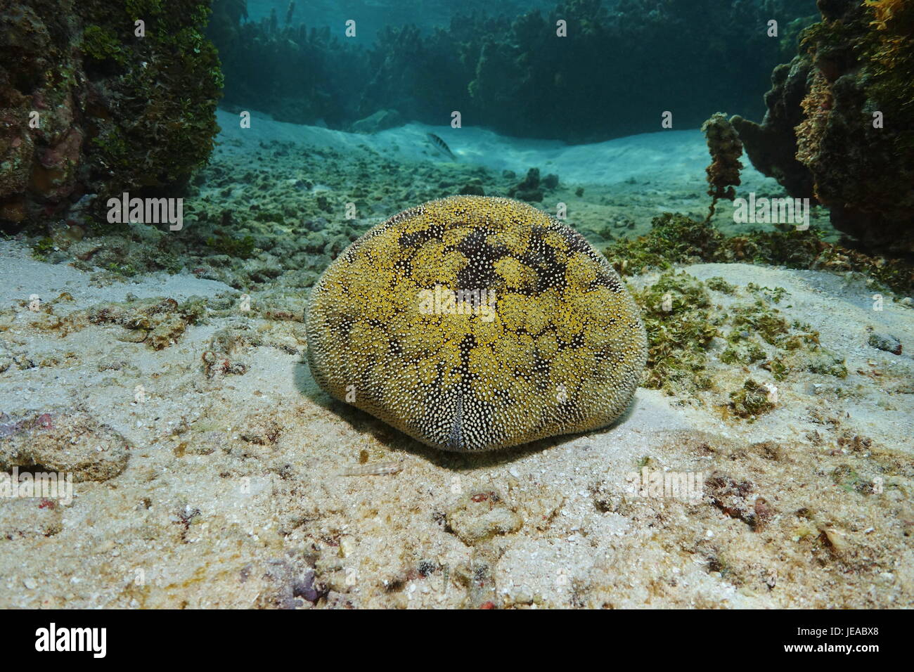 Starfish cushion star Culcita novaeguineae, underwater in the lagoon of ...
