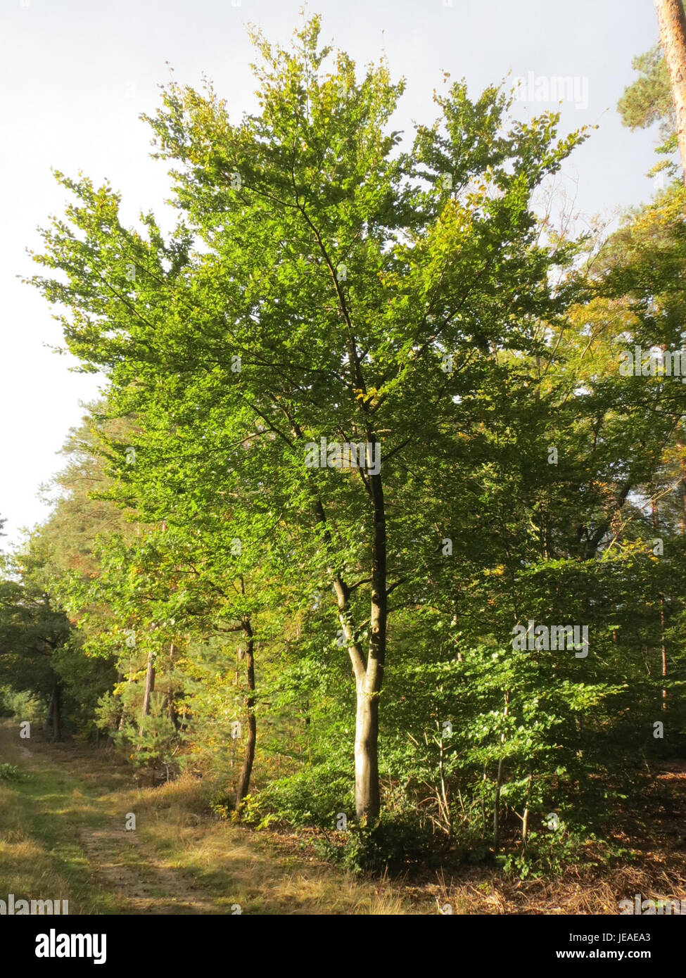 A photograph of *Fagus sylvatica*, commonly known as European beech ...