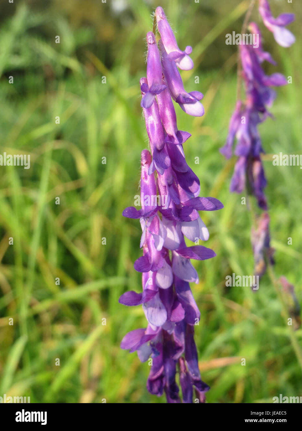 The image features Vicia cracca, commonly known as tufted vetch, a ...