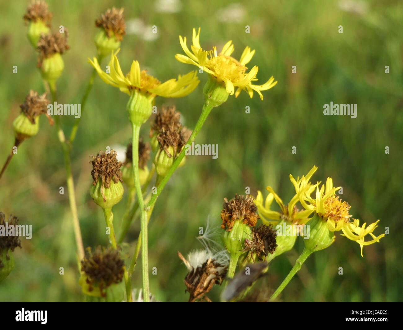 Jacobaea vulgaris, also known as common ragwort, is a plant species ...