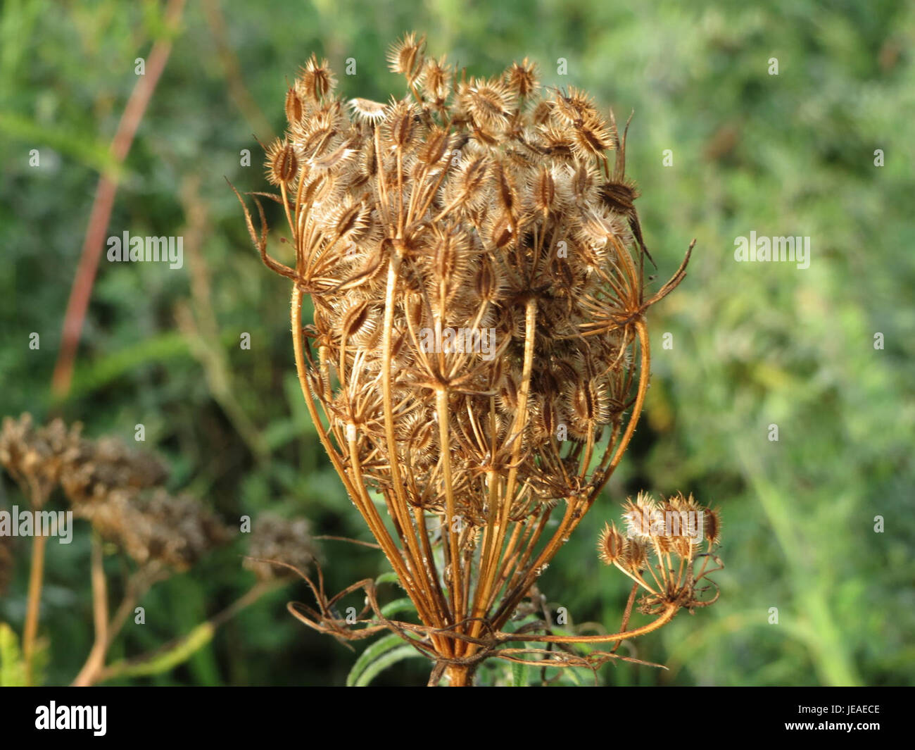 Carrot seed umbrella hi-res stock photography and images - Alamy