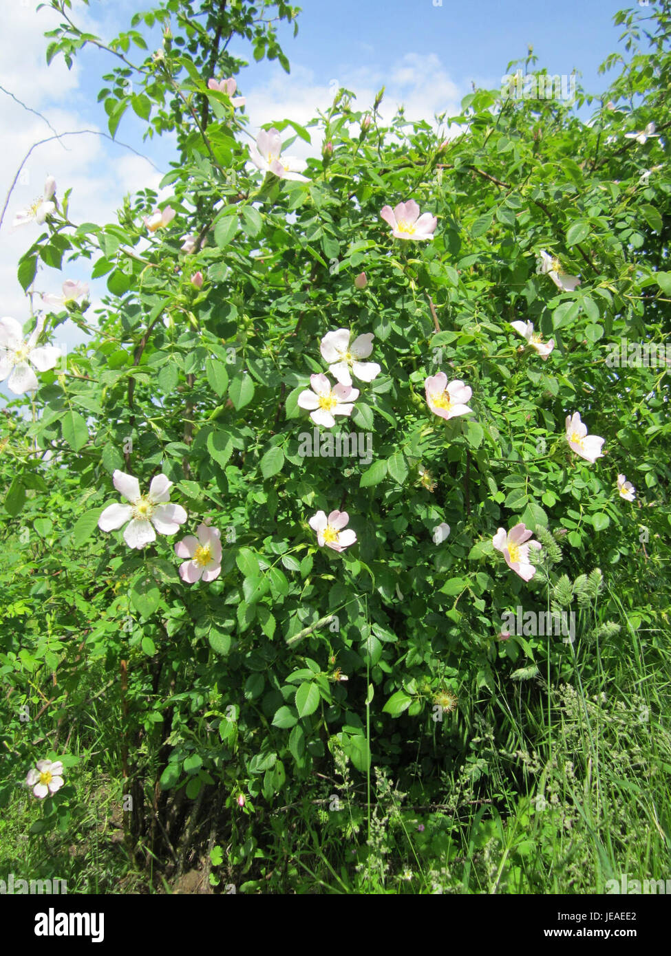 The image taken on May 30, 2013, shows Wildrose (wild rose) in bloom in ...