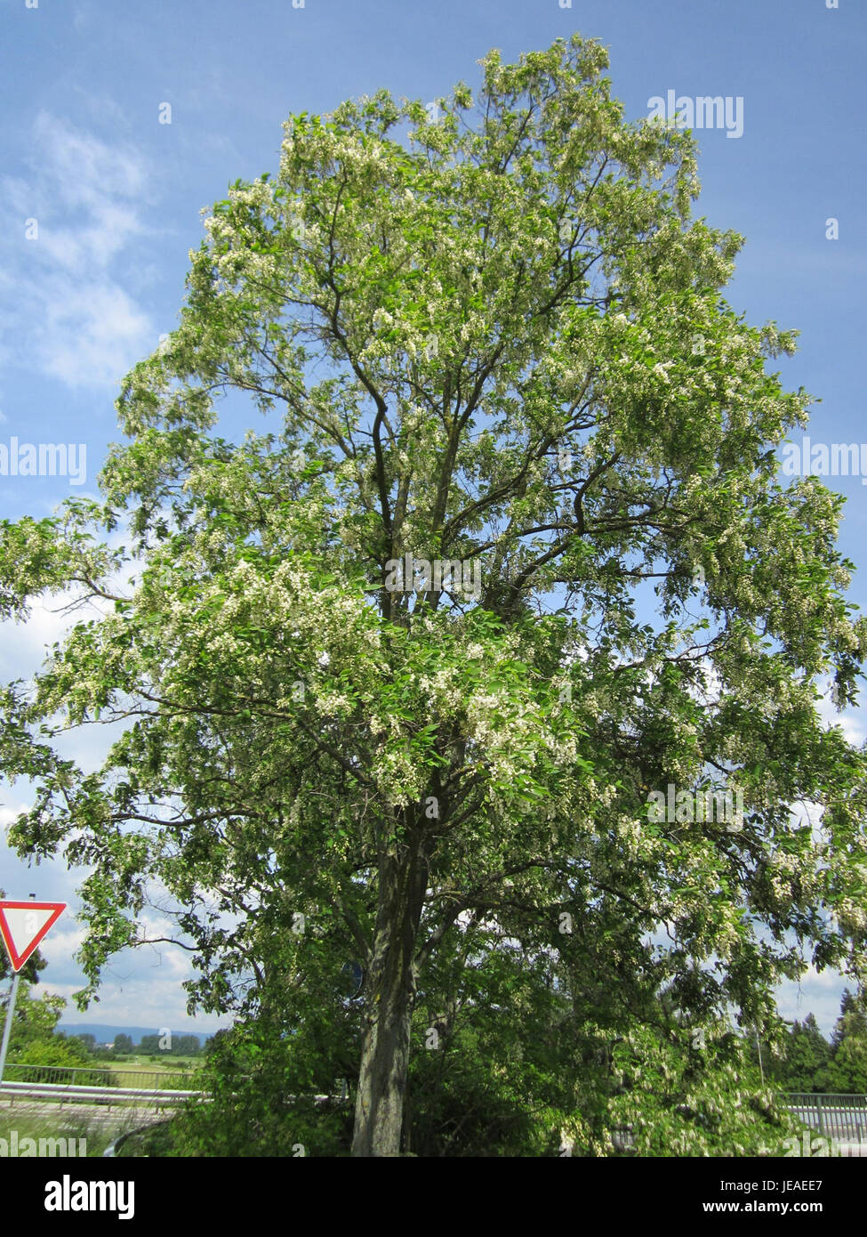 This image features a Robinia (black locust) tree in Neulussheim ...