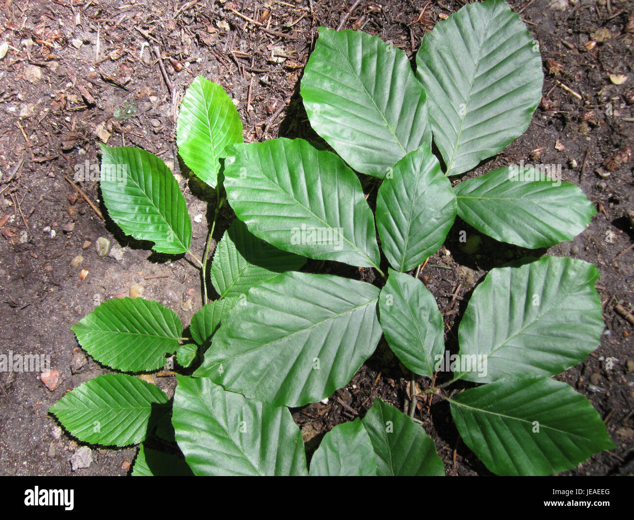 Rotbuche hi-res stock photography and images - Alamy