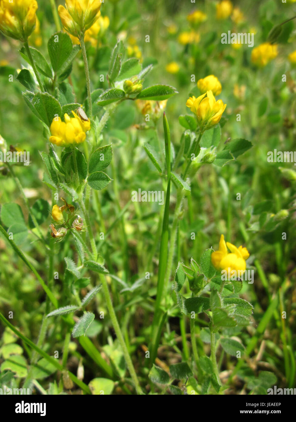 A close-up photograph of Medicago minima, a small leguminous plant ...